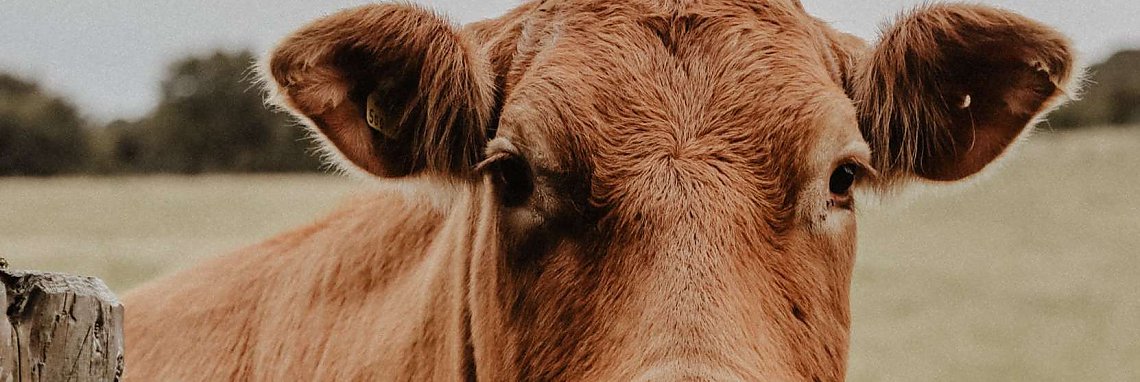 Wat zijn limousine koeien? ️ Blog ️ Limousine.nl